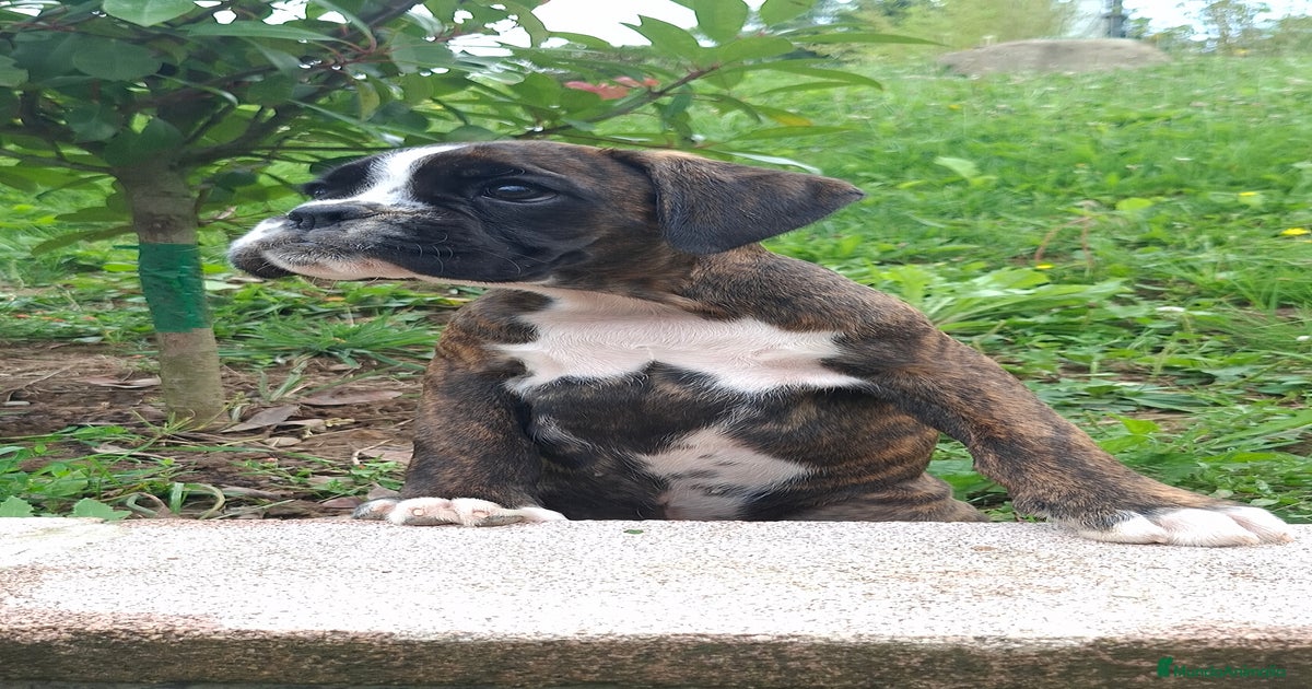 BOXER ATIGRADO en venta en Sant Joan de les Abadesses | MundoAnimalia