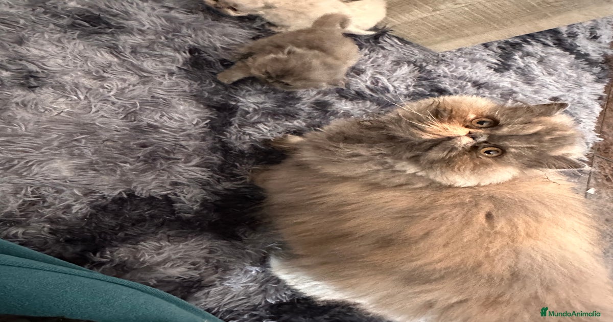 Preciosa camada persa chatos en venta en Barcelona | MundoAnimalia
