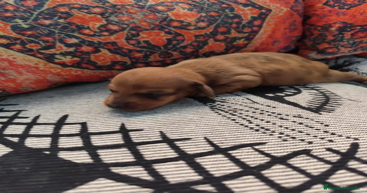 TECKEL KANINCHEN MACHO MERLE CHOCOLATE en venta en Valencia | MundoAnimalia