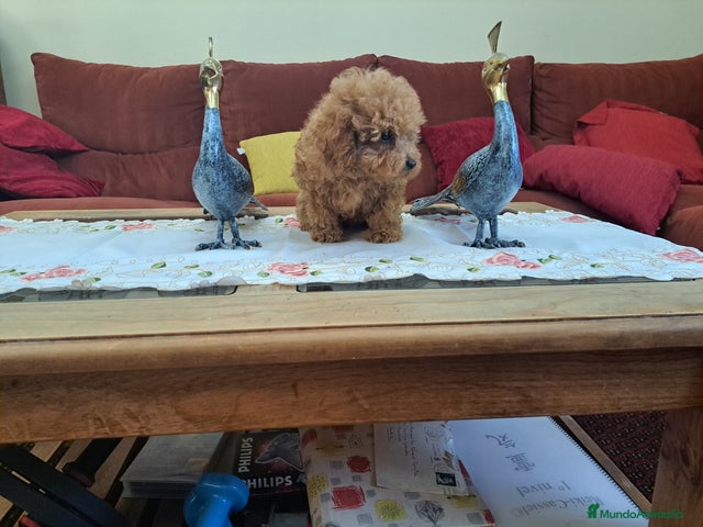 Caniche enano en venta en Los Barrios | MundoAnimalia