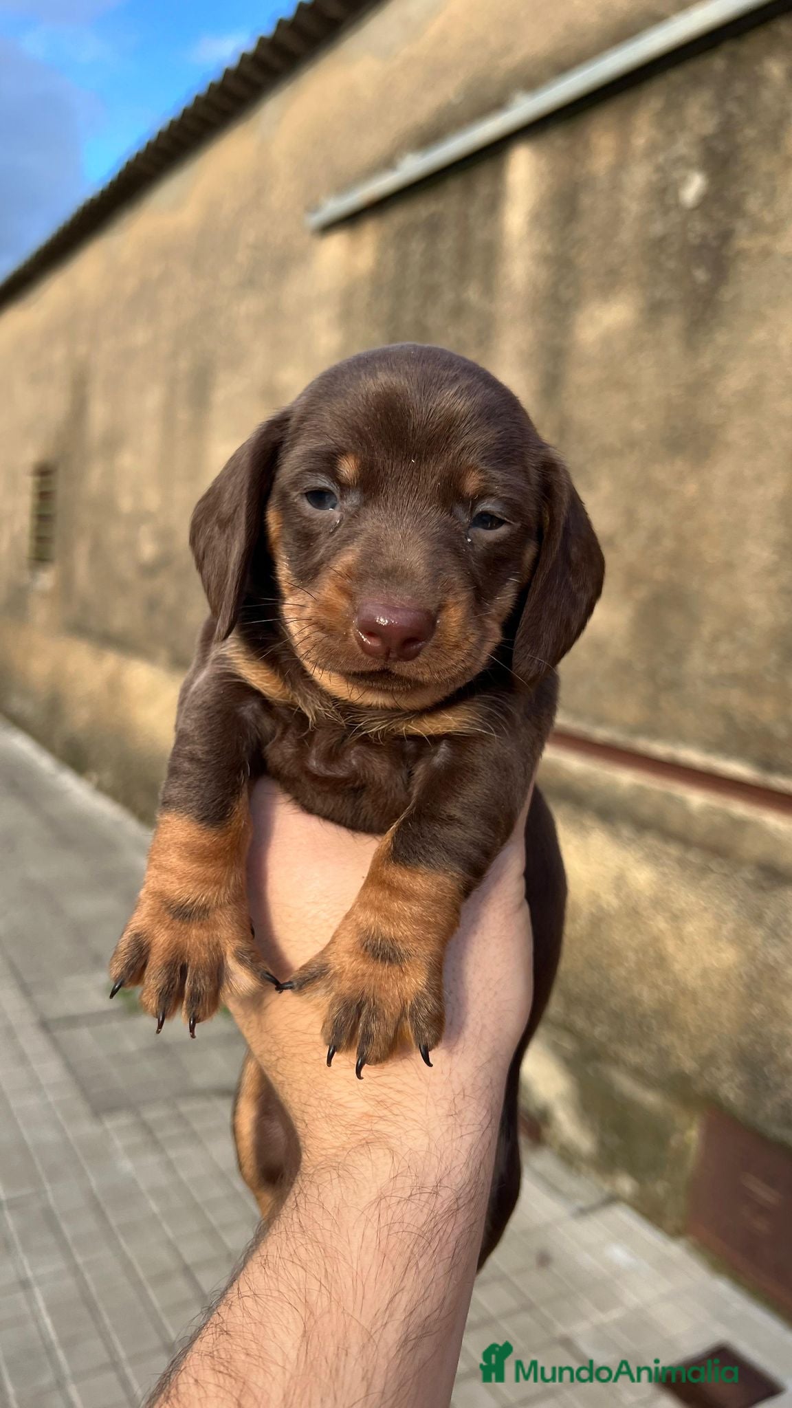 Teckel color chocolate en venta en Granada | MundoAnimalia