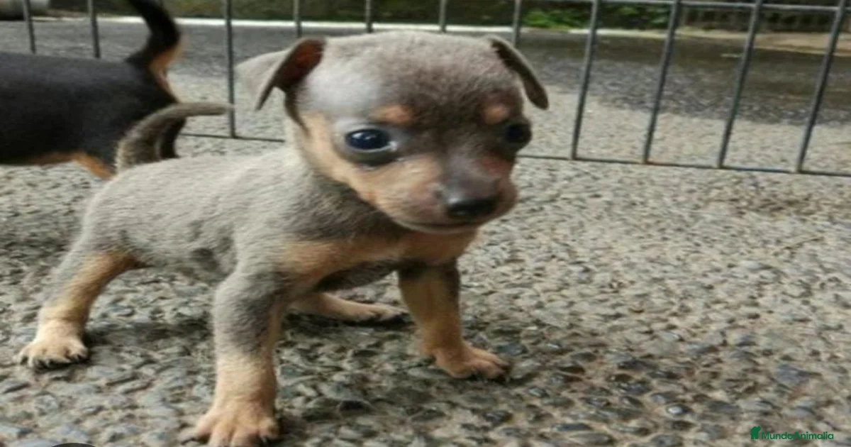 Pincher miniatura en venta en Badajoz | MundoAnimalia