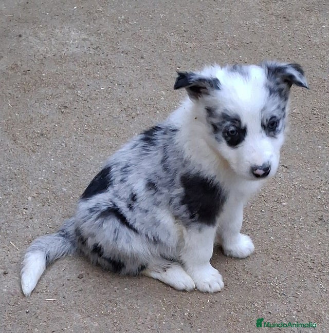 Boder collie en venta en Navalcarnero | MundoAnimalia