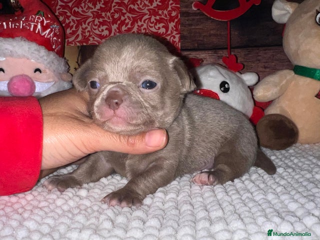 Precioso machito Lilac en venta en Barcelona | MundoAnimalia
