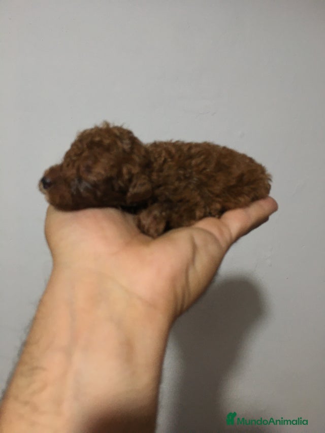 IMPRESIONANTES CANICHES TOYS 😍🐶 en venta en Madrid | MundoAnimalia