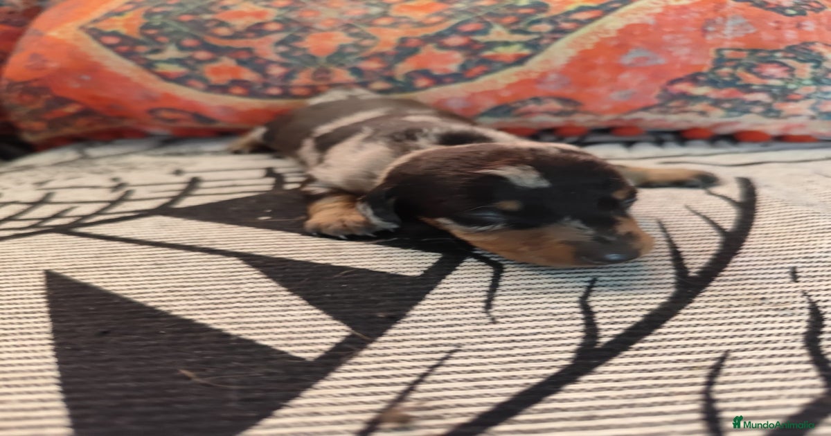 TECKEL KANINCHEN HEMBRA TRICOLOR MERLE BLUE CHOCO en venta en Valencia ...