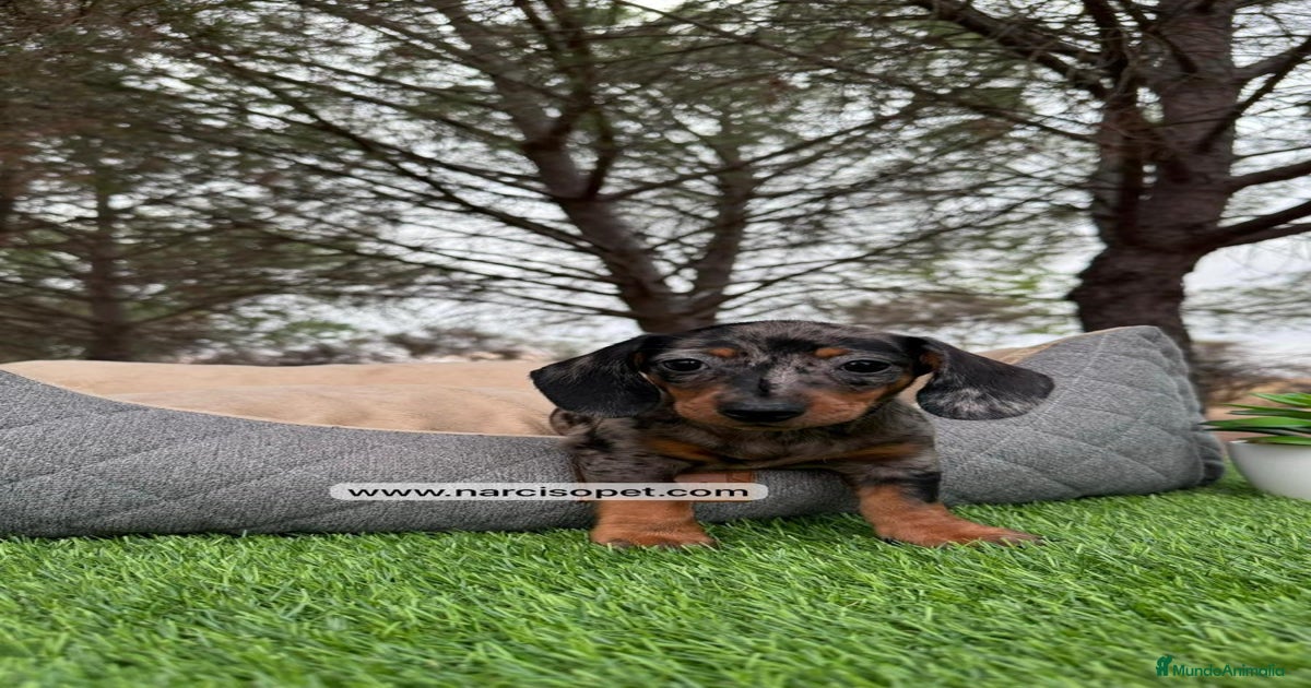 CACHORROS TECKEL MERLE en venta en Ciudad Real | MundoAnimalia