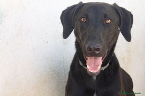 Andre buen perro en adopcion en adopcion en Játiva | MundoAnimalia