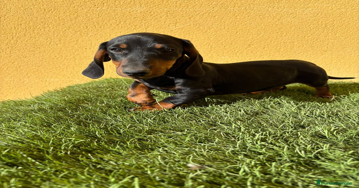 Teckel Miniatura macho negro fuego en venta en Barcelona | MundoAnimalia
