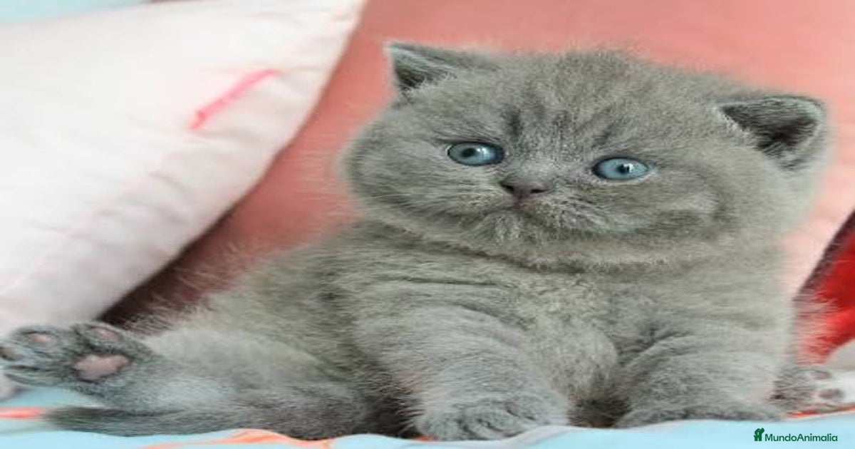 Brithis blue macho disponible en venta en Sevilla | MundoAnimalia