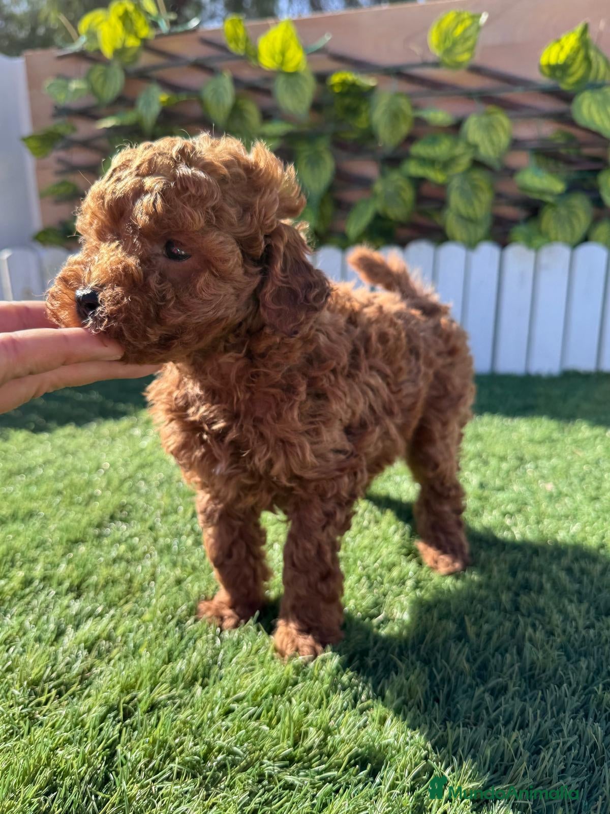 CANICHE TOY ROJO en venta en Seville | MundoAnimalia