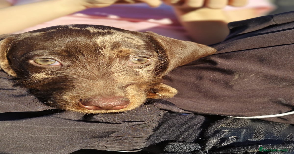 Tekel en venta en Burguillos | MundoAnimalia