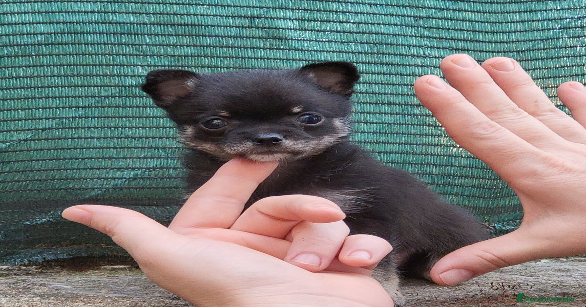 Machito negro y fuego en venta en Madrid | MundoAnimalia