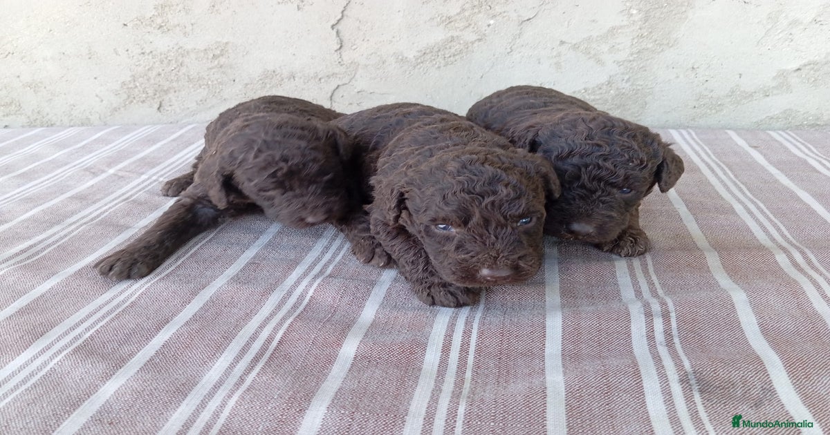 Machito perro de aguas 🤎 en venta en Boadilla del Monte | MundoAnimalia