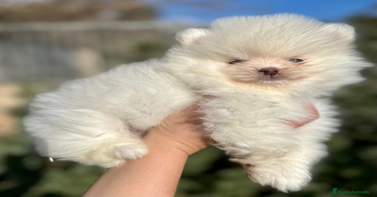 POMERANIA BOO BLANCO DISPONIBLE en venta en Barcelona | MundoAnimalia
