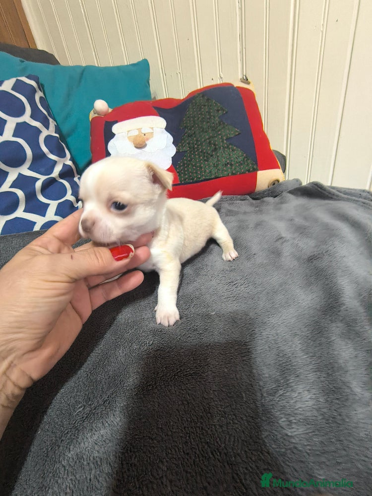 Chihuahua mini en Curtis La Coruña en venta en La Estrada | MundoAnimalia